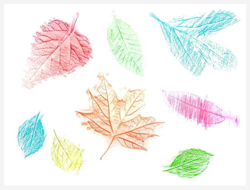 Nature Studies: Leaf Identification - Ziggity Zoom Family